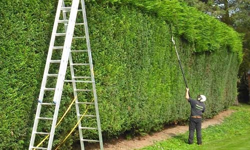 6 Best Ladders For Cutting Hedges: Top Hedge Trimming Ladders