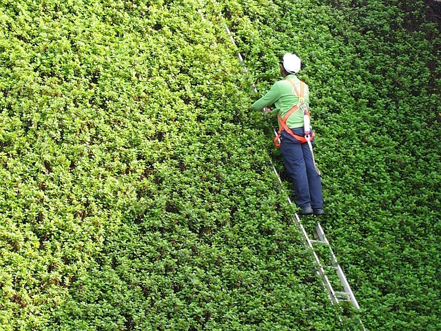 6 Best Ladders For Cutting Hedges: Top Hedge Trimming Ladders